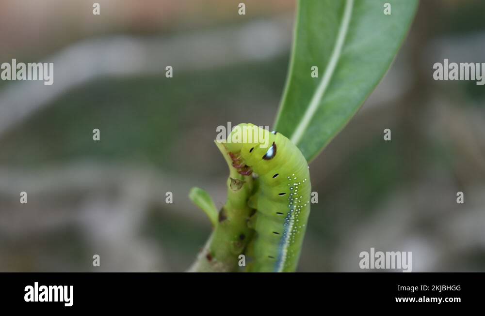 Army worm moth Stock Videos & Footage - HD and 4K Video Clips - Alamy