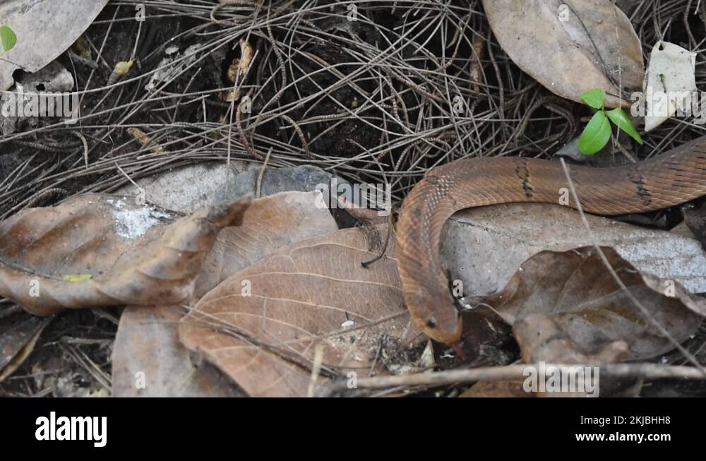 Banded tree snake Stock Videos & Footage - HD and 4K Video Clips - Alamy