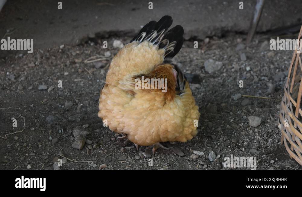 Bantam chicken Stock Videos & Footage - HD and 4K Video Clips - Alamy