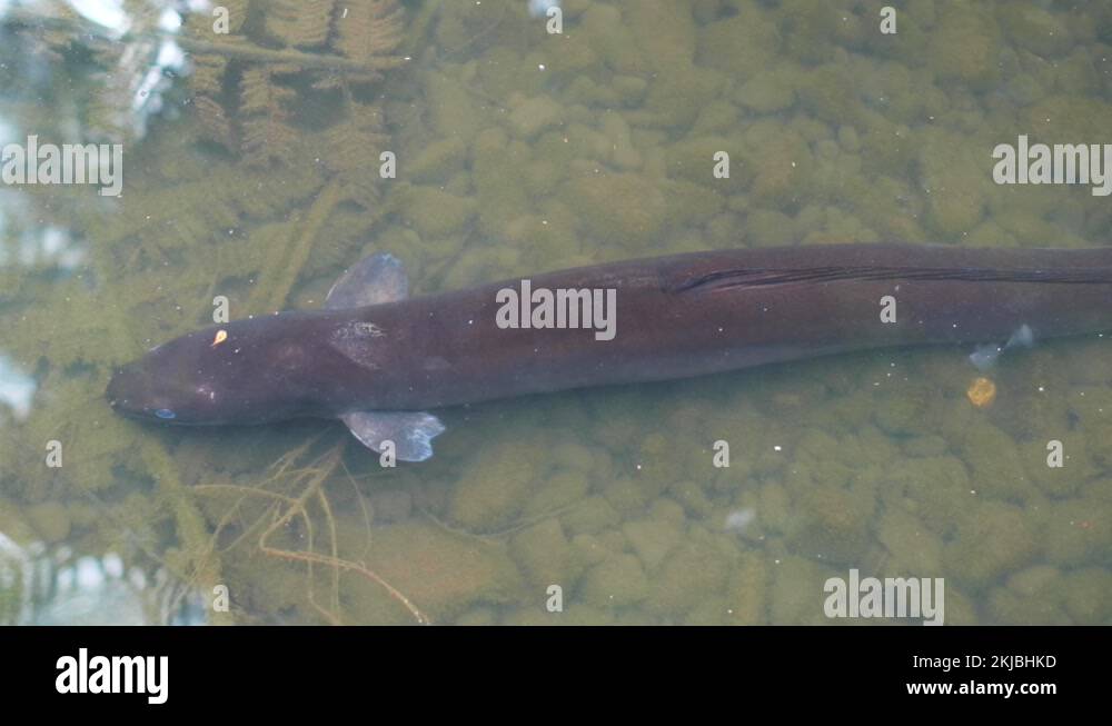 Long fin eel Stock Videos & Footage - HD and 4K Video Clips - Alamy