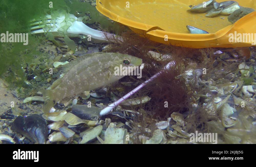 Plastic pollution of the sea: wrasse fish among plastic trash on the ...