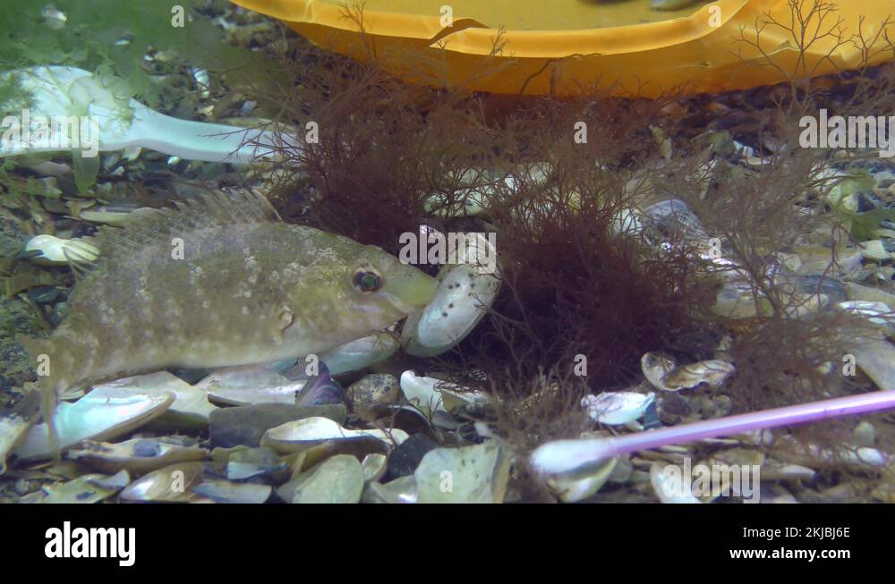 Plastic pollution of the sea: wrasse fish among plastic trash on the ...