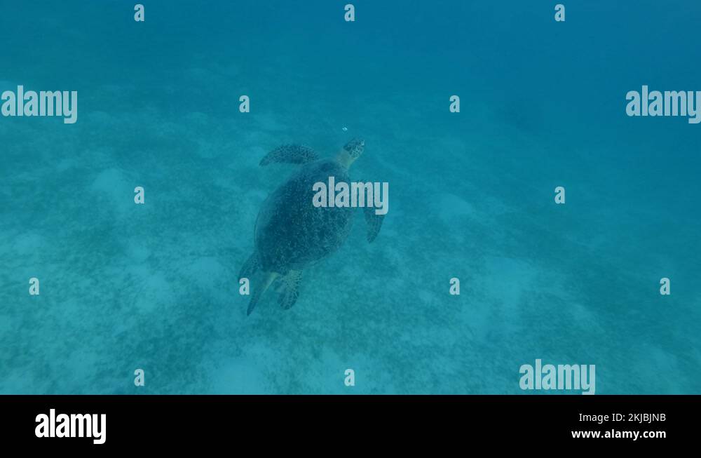 Sea Turtle slowly swim up exhaling air bubbles, takes a breath and ...