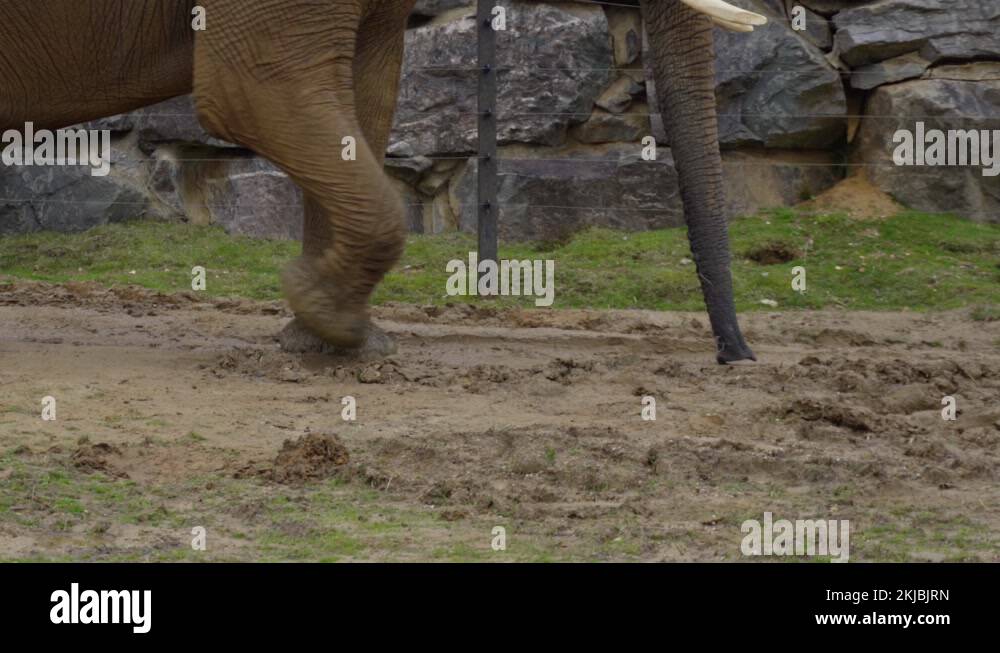 African elephant legs Stock Videos & Footage - HD and 4K Video Clips ...