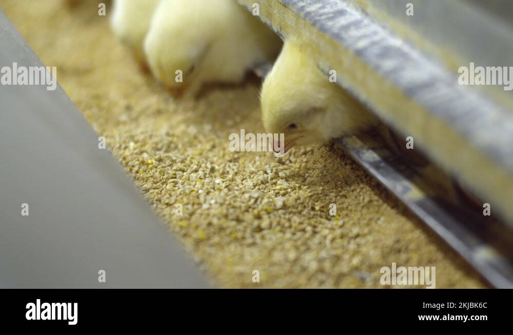 Chicken eating food in farm on tray. Farm for breeding chickens ...