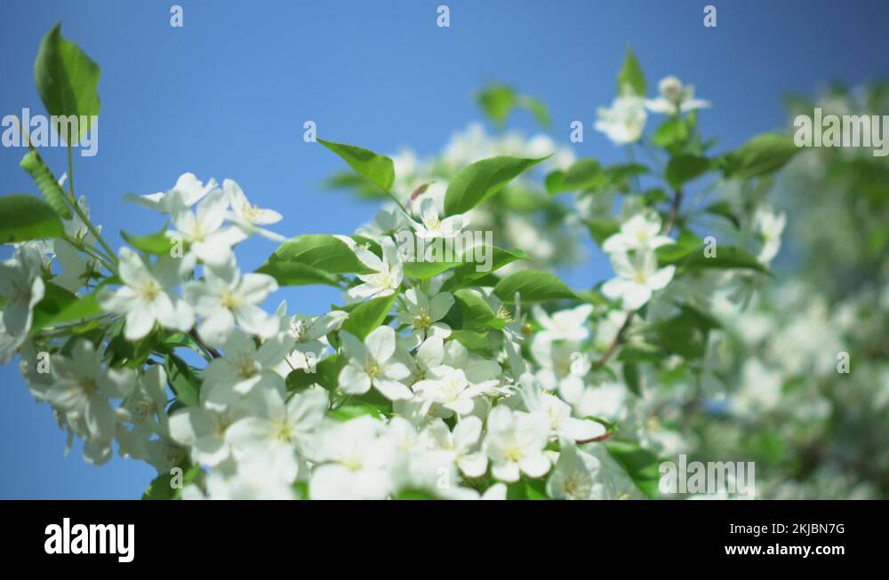 Morning sun shines through blossoms of Apple trees that are waving in ...