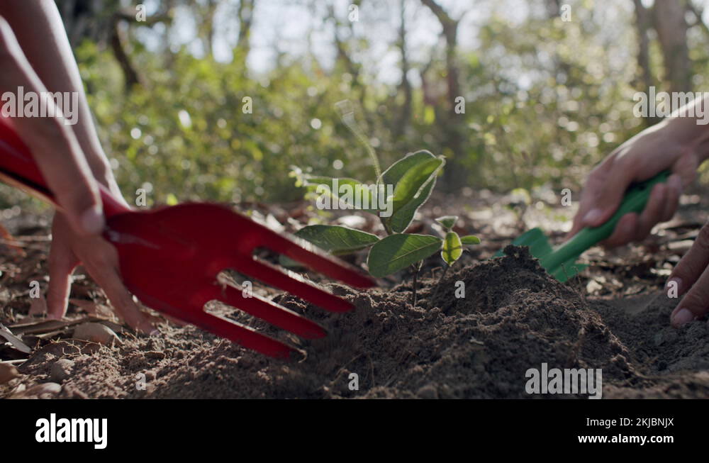 Mother leaf plant Stock Videos & Footage - HD and 4K Video Clips - Alamy