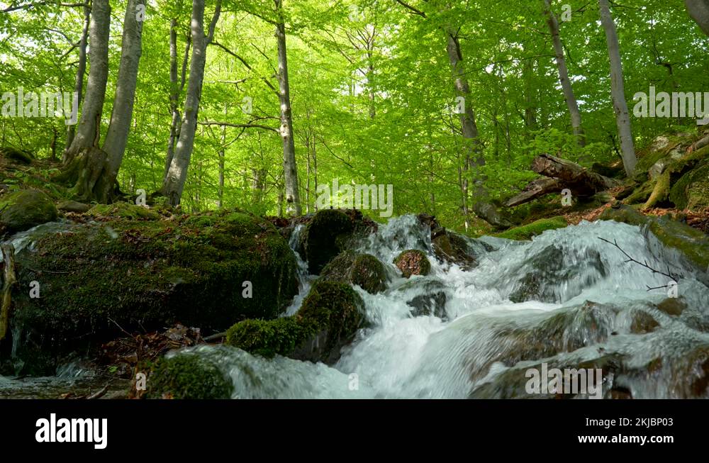 Forest stream water moss river Stock Videos & Footage - HD and 4K Video ...