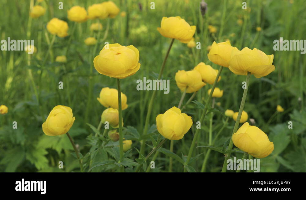 Yellow Trollius. Globeflower or globe flower Stock Video Footage - Alamy