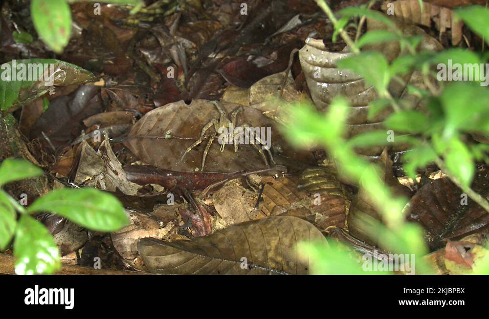 Banana Spider Adult Venomous Dangerous Poisonous Toxic in Amazon at ...