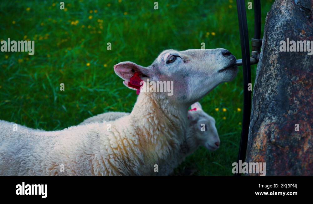 Lamb drinking water Stock Videos & Footage - HD and 4K Video Clips - Alamy