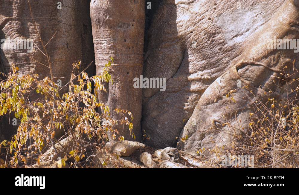 Baobab ancient tree Stock Videos & Footage - HD and 4K Video Clips - Alamy