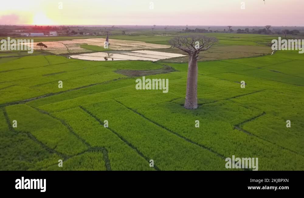 Madagascar rice farm Stock Videos & Footage - HD and 4K Video Clips - Alamy