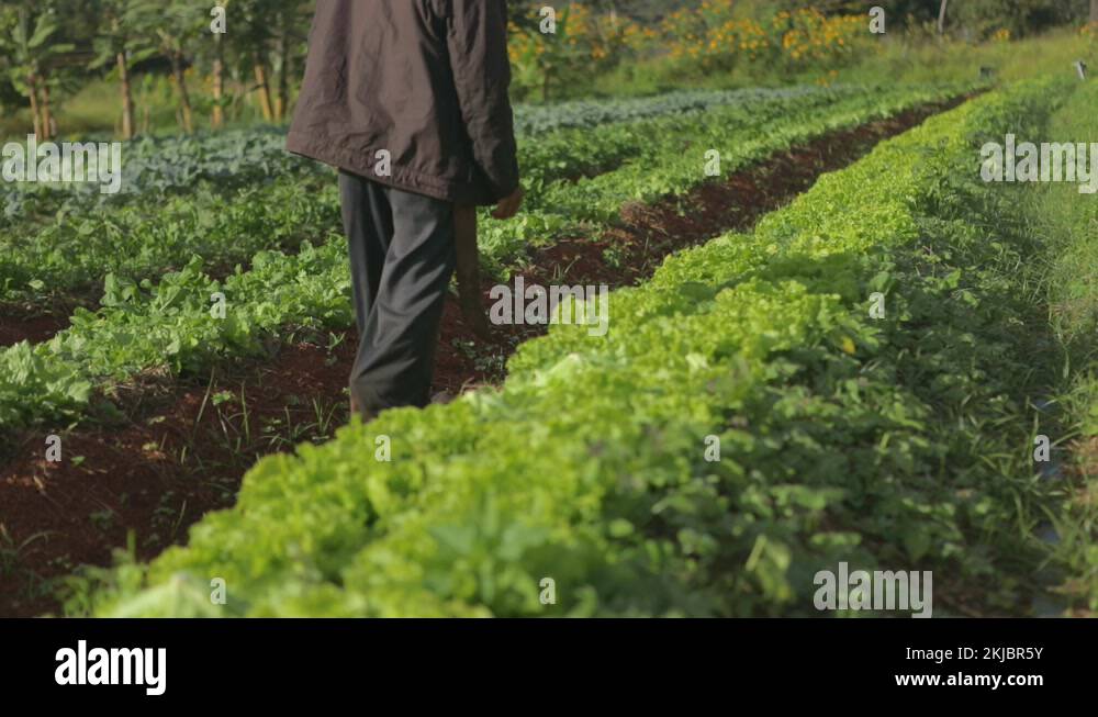 Rows leaf Stock Videos & Footage - HD and 4K Video Clips - Alamy