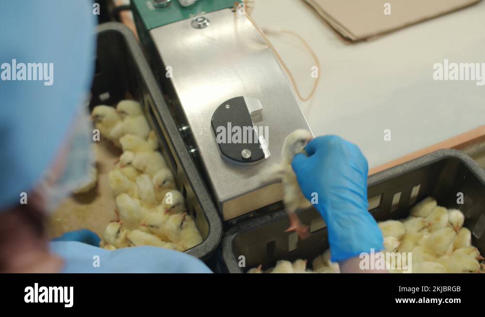 Poultry farm worker Stock Videos & Footage - HD and 4K Video Clips - Alamy