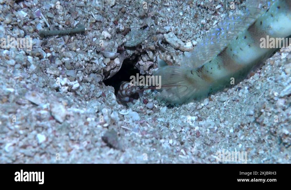 Alpheid shrimp Stock Videos & Footage - HD and 4K Video Clips - Alamy