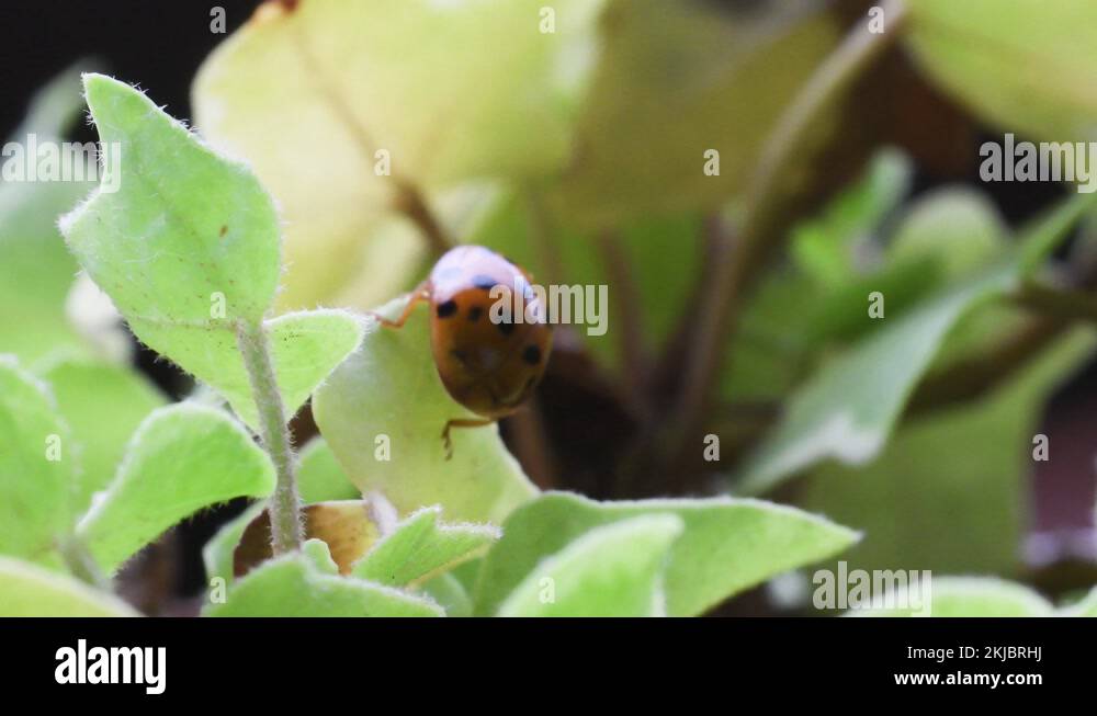 Bug insect ladybird Stock Videos & Footage - HD and 4K Video Clips - Alamy