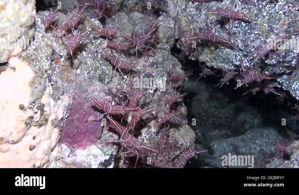 Dancing shrimp or camelback shrimp rhynchocinetes durbanensis Stock ...