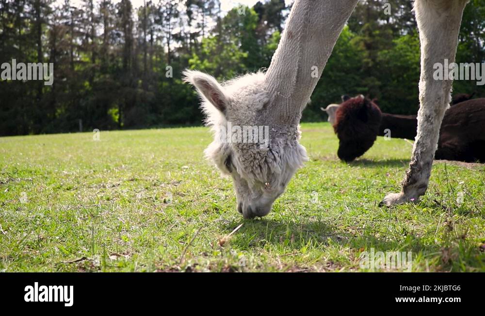 Alpaca flock Stock Videos & Footage - HD and 4K Video Clips - Alamy