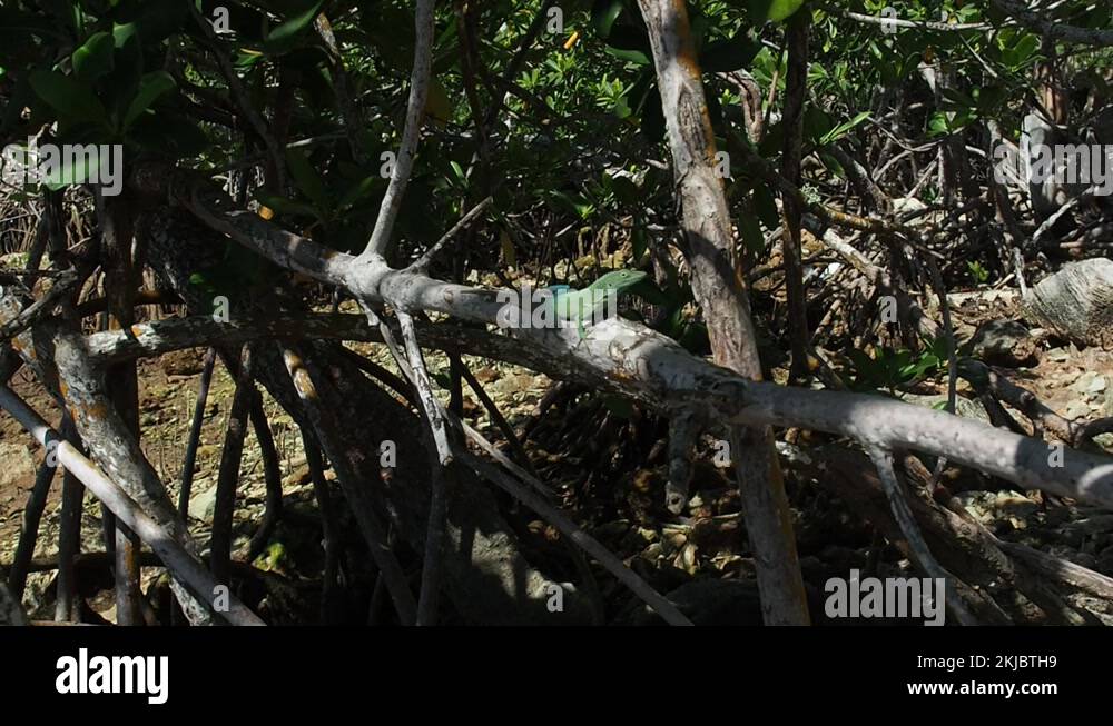 Mangrovetree Stock Videos & Footage - HD and 4K Video Clips - Alamy