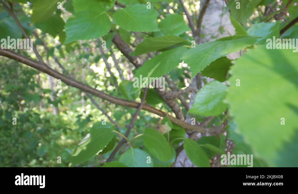 Betula pendula pendula Stock Videos & Footage - HD and 4K Video Clips ...