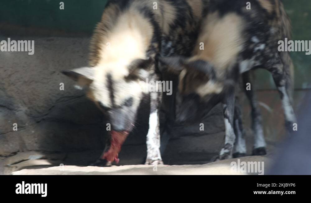 Spotted hyena eating bone Stock Videos & Footage - HD and 4K Video ...