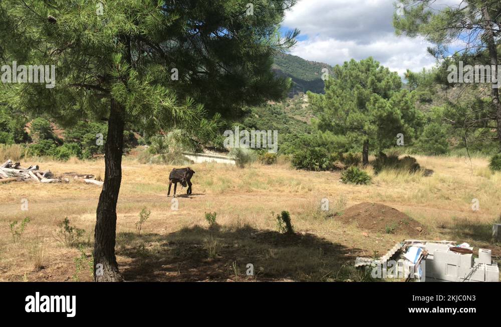 Horse tied up with a rope in a large garden, animal cruelty in Spain ...