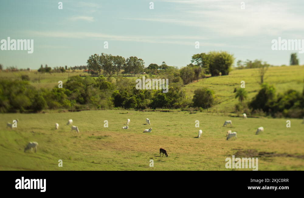 Brazil farm cattle Stock Videos & Footage - HD and 4K Video Clips - Alamy