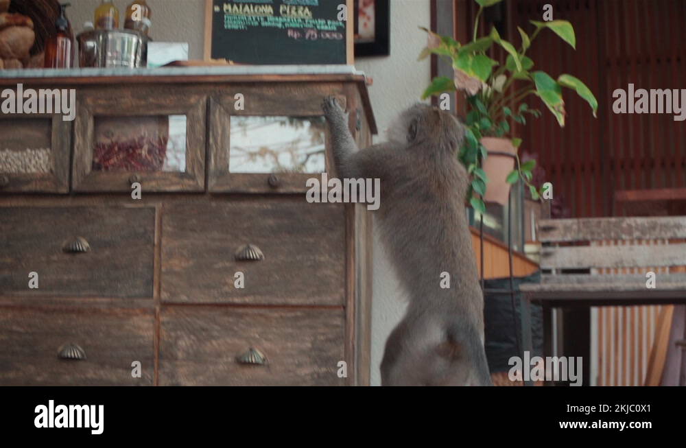 Monkey stealing food Stock Videos & Footage - HD and 4K Video Clips - Alamy