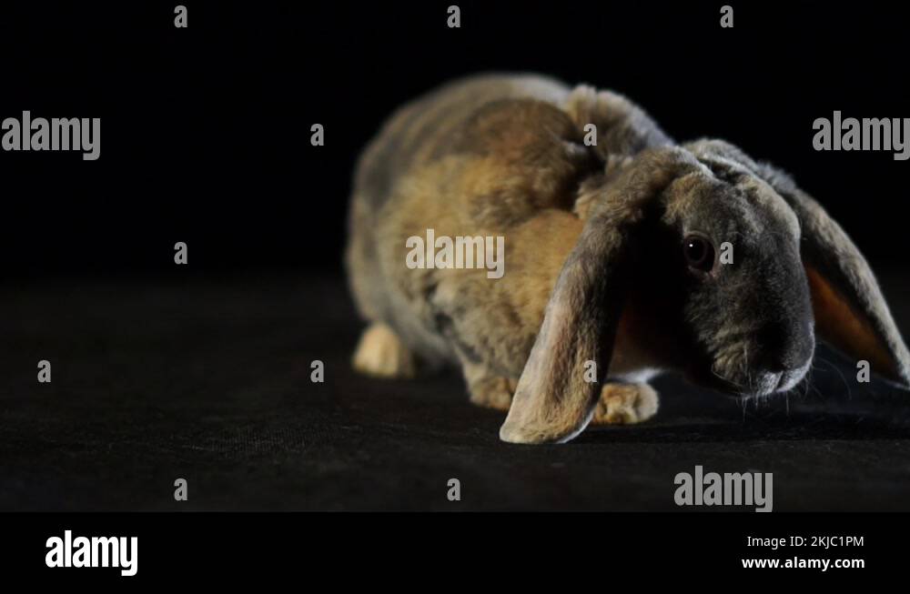 Close Up Cute Small Brown And White Lop Rabbit Twitching His Nose ...