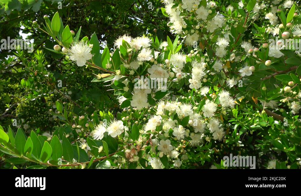 Myrtle tree branches Stock Videos & Footage - HD and 4K Video Clips - Alamy