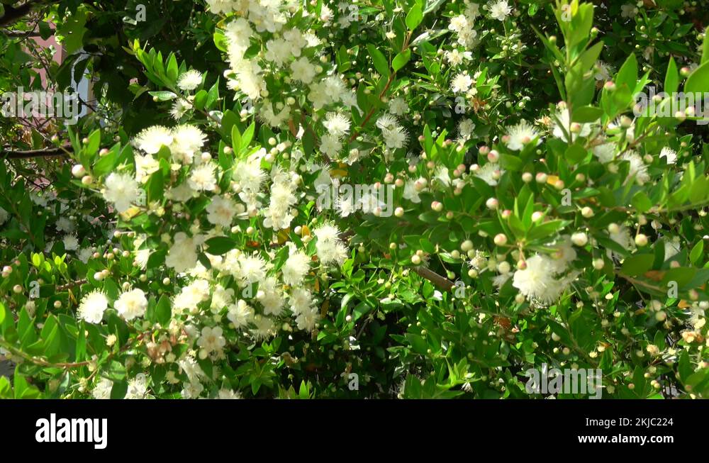 Myrtle tree garden Stock Videos & Footage - HD and 4K Video Clips - Alamy