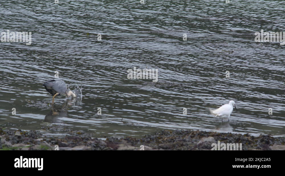 Catch wading birds Stock Videos & Footage - HD and 4K Video Clips - Alamy