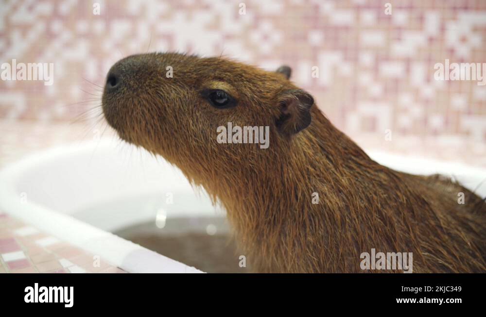 Capybara with food Stock Videos & Footage - HD and 4K Video Clips - Alamy