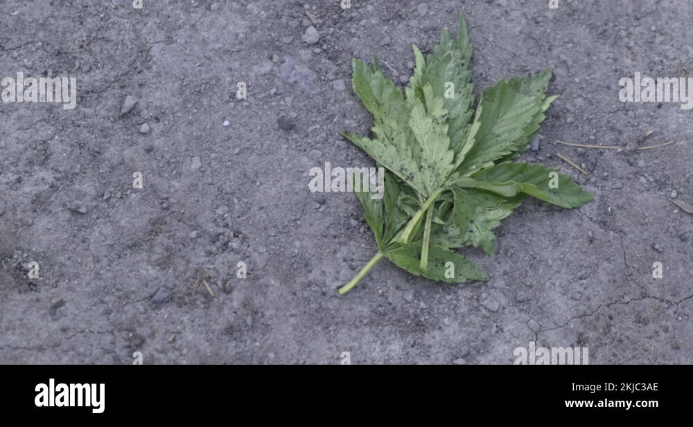 Narcotic leaf Stock Videos & Footage - HD and 4K Video Clips - Alamy