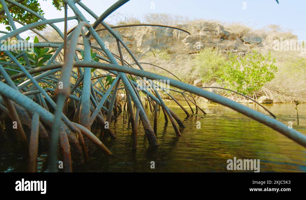 Mangrove plants growing coast Stock Videos & Footage - HD and 4K Video ...