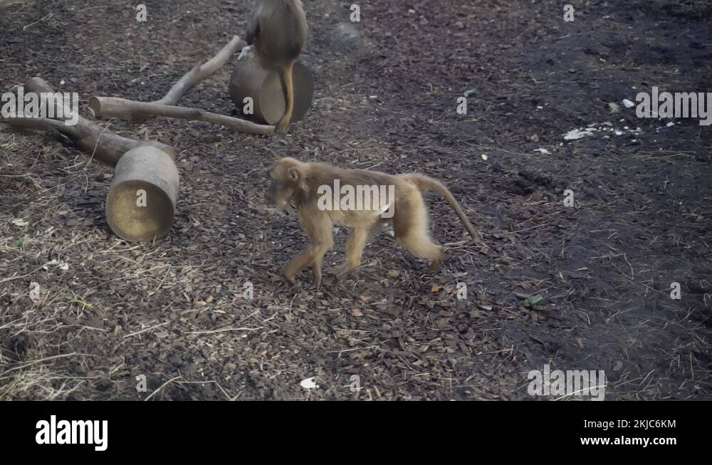 Monkey interactions Stock Videos & Footage - HD and 4K Video Clips - Alamy