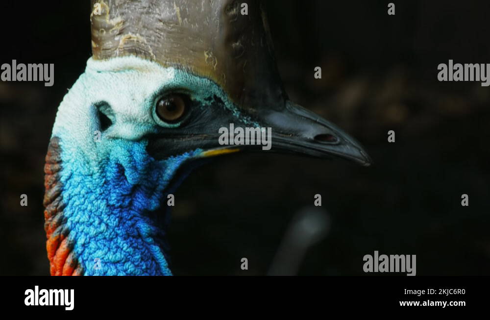 side view of the head of an endangered southern cassowary Stock Video ...