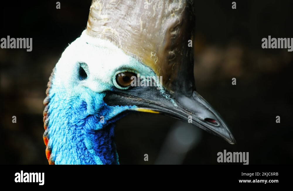 Cassowary eye Stock Videos & Footage - HD and 4K Video Clips - Alamy