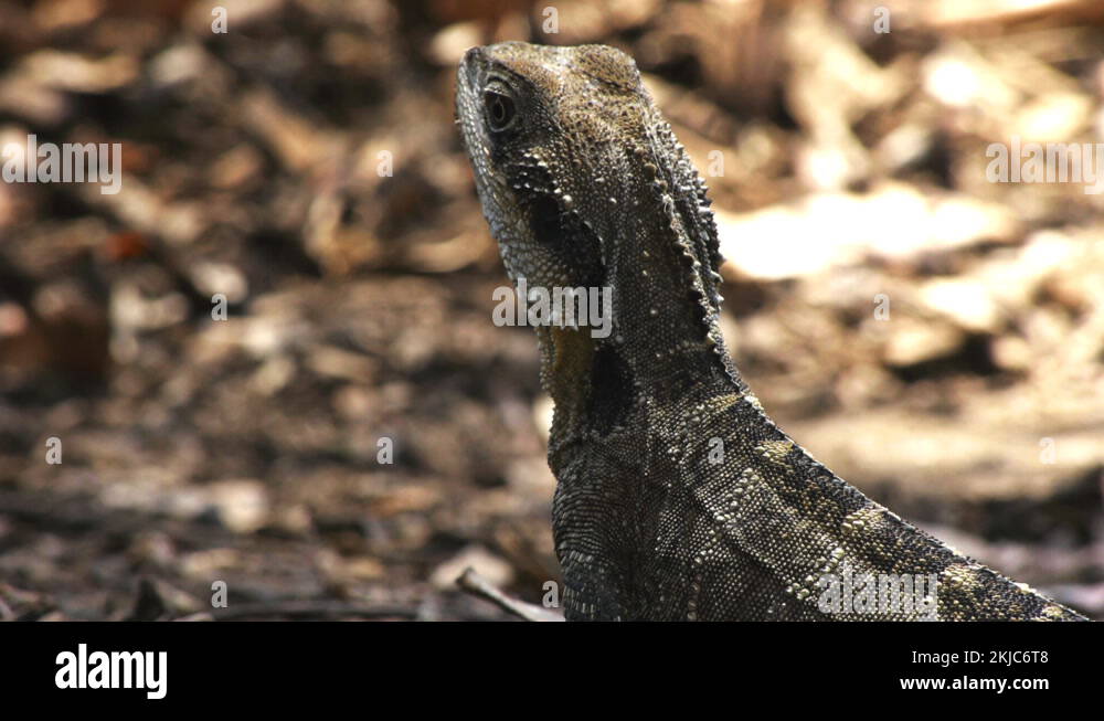 Australian water dragon lizard rear view Stock Video Footage - Alamy