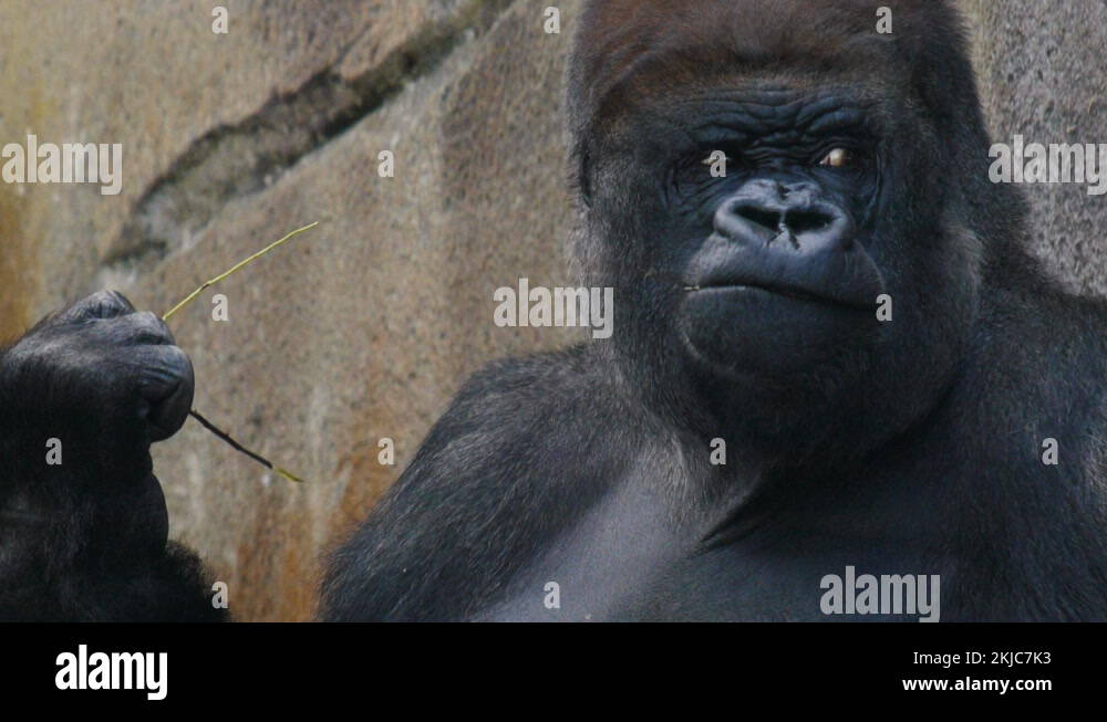 Gorilla scratching Stock Videos & Footage - HD and 4K Video Clips - Alamy