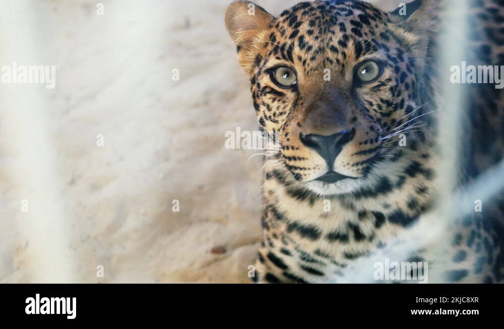 Aggressive leopard in an ecopark, growls and defends the territory ...
