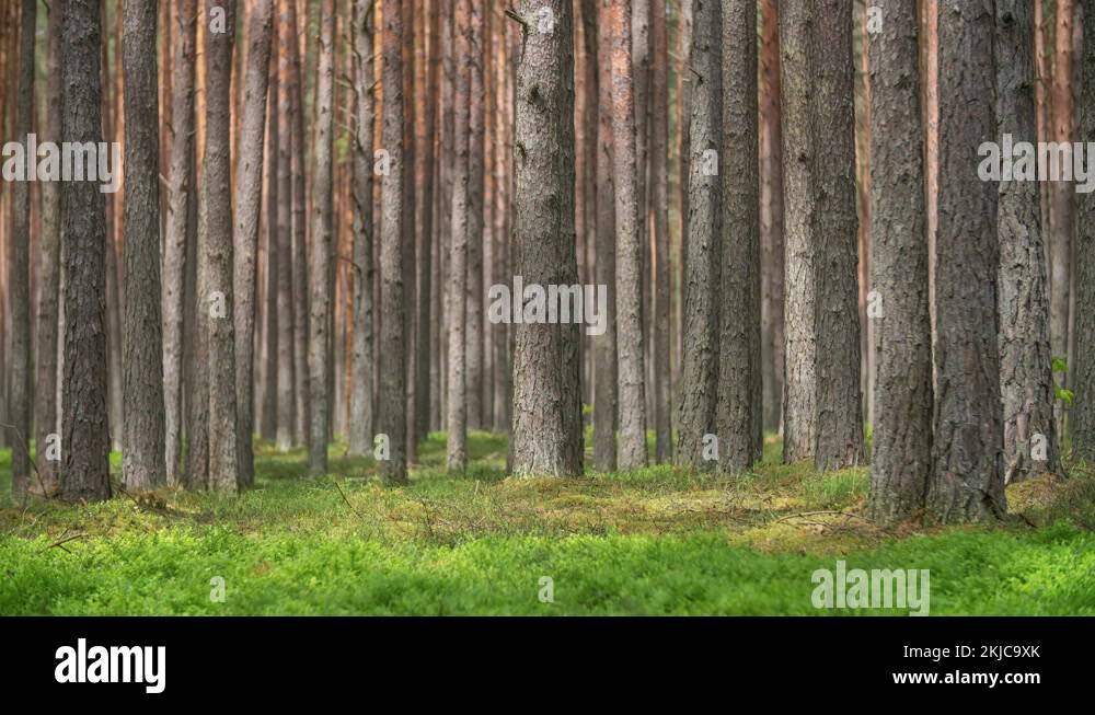 Shadows cast by pine trees Stock Videos & Footage - HD and 4K Video ...