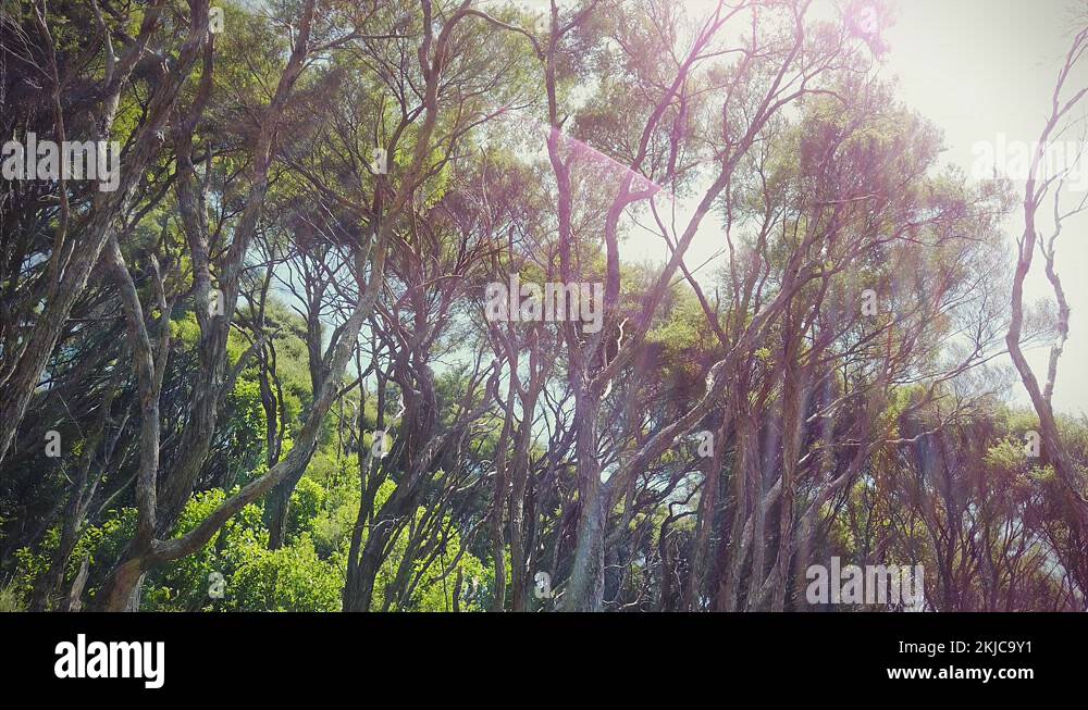 Maori carving in native bush. Bethells Beach, New Zealand Stock Video ...