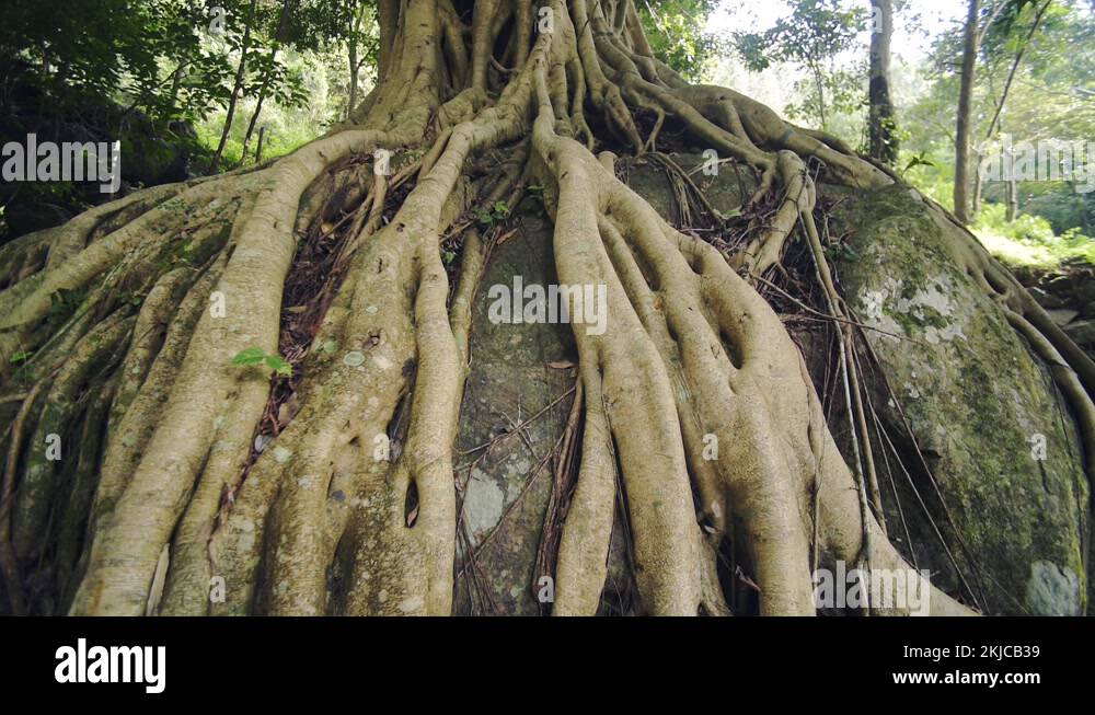 Banyan tree bottom view, in a forest in Munnar, India Stock Video ...