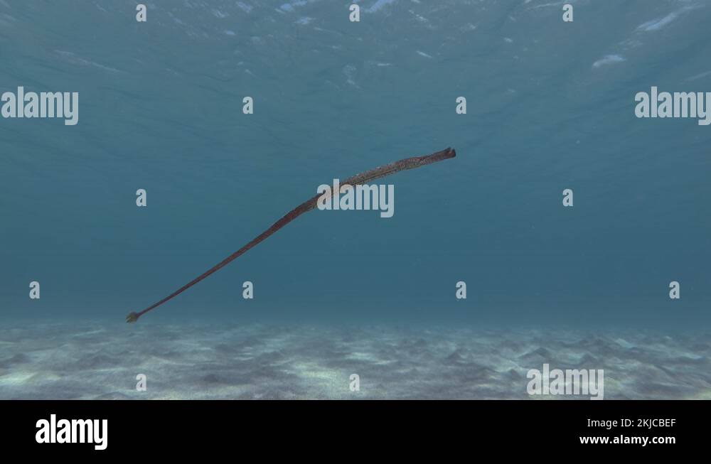 Pipefish slowly swim over sandy bottom in the blue water in sunlight ...