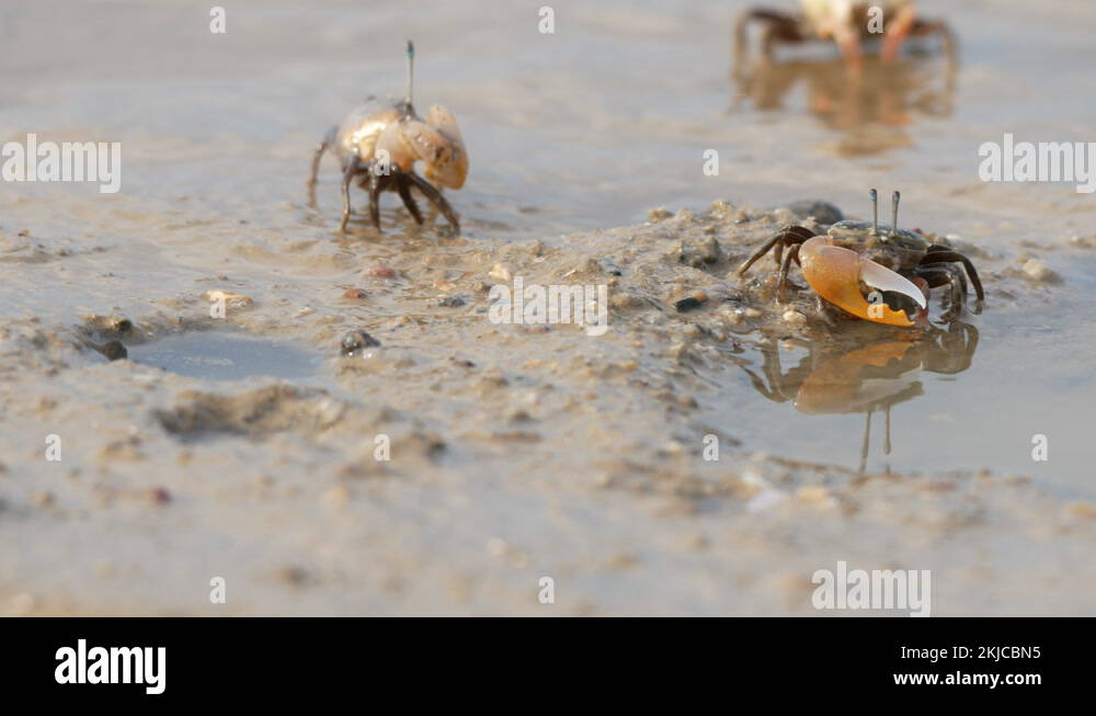 Uca fiddler crab mangrove Stock Videos & Footage - HD and 4K Video ...
