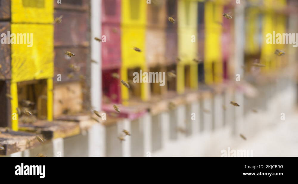 Wide angle static slow motion shot, honey bees enter and exit apiary ...