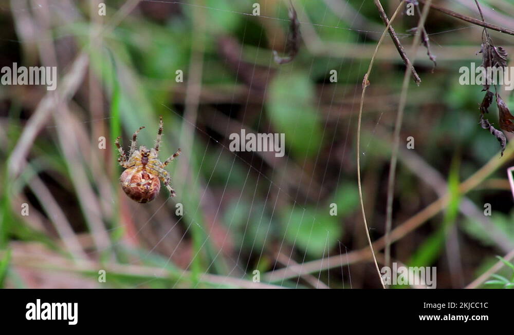 Spider making insect trap Stock Videos & Footage - HD and 4K Video ...