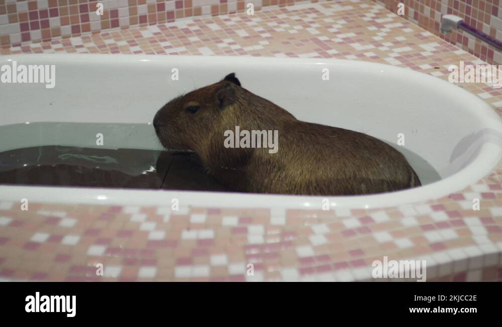 A Cute Capybara Enjoying The Water In The Bathtub In An Animal Cafe In ...